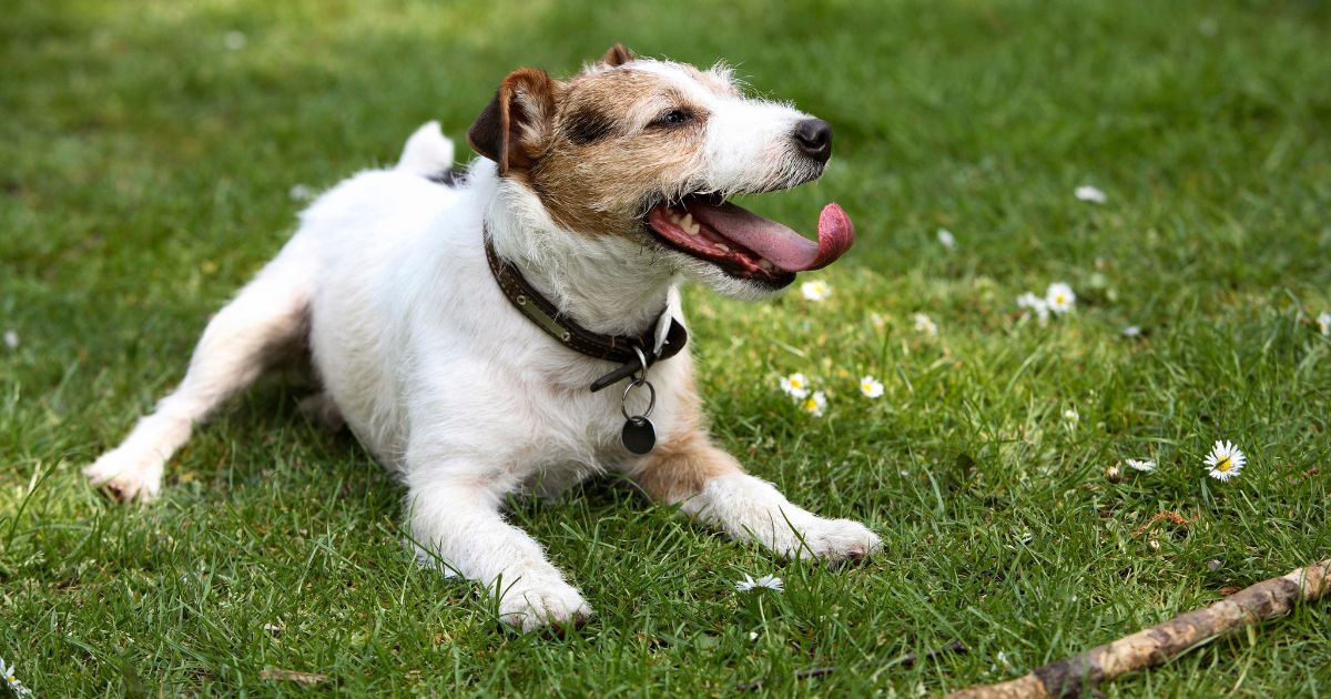 Rhydyfelin Information, News & Updates - Rhydyfelin Online